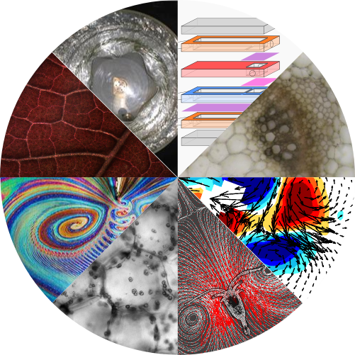 Complex Motion in Fluids